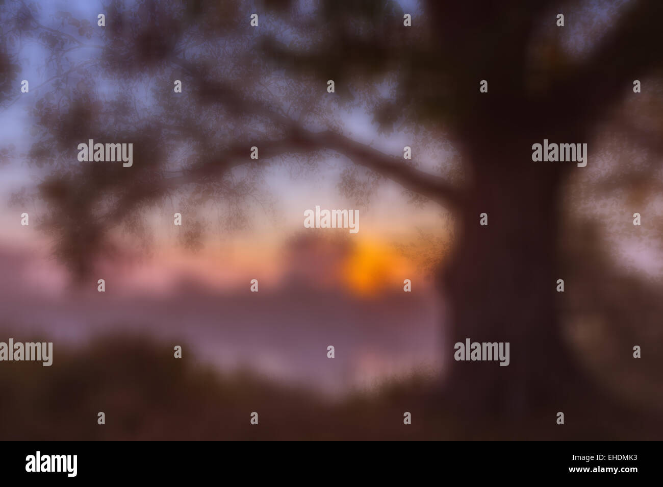 Beams of morning sun filtering through the tree Stock Photo - Alamy