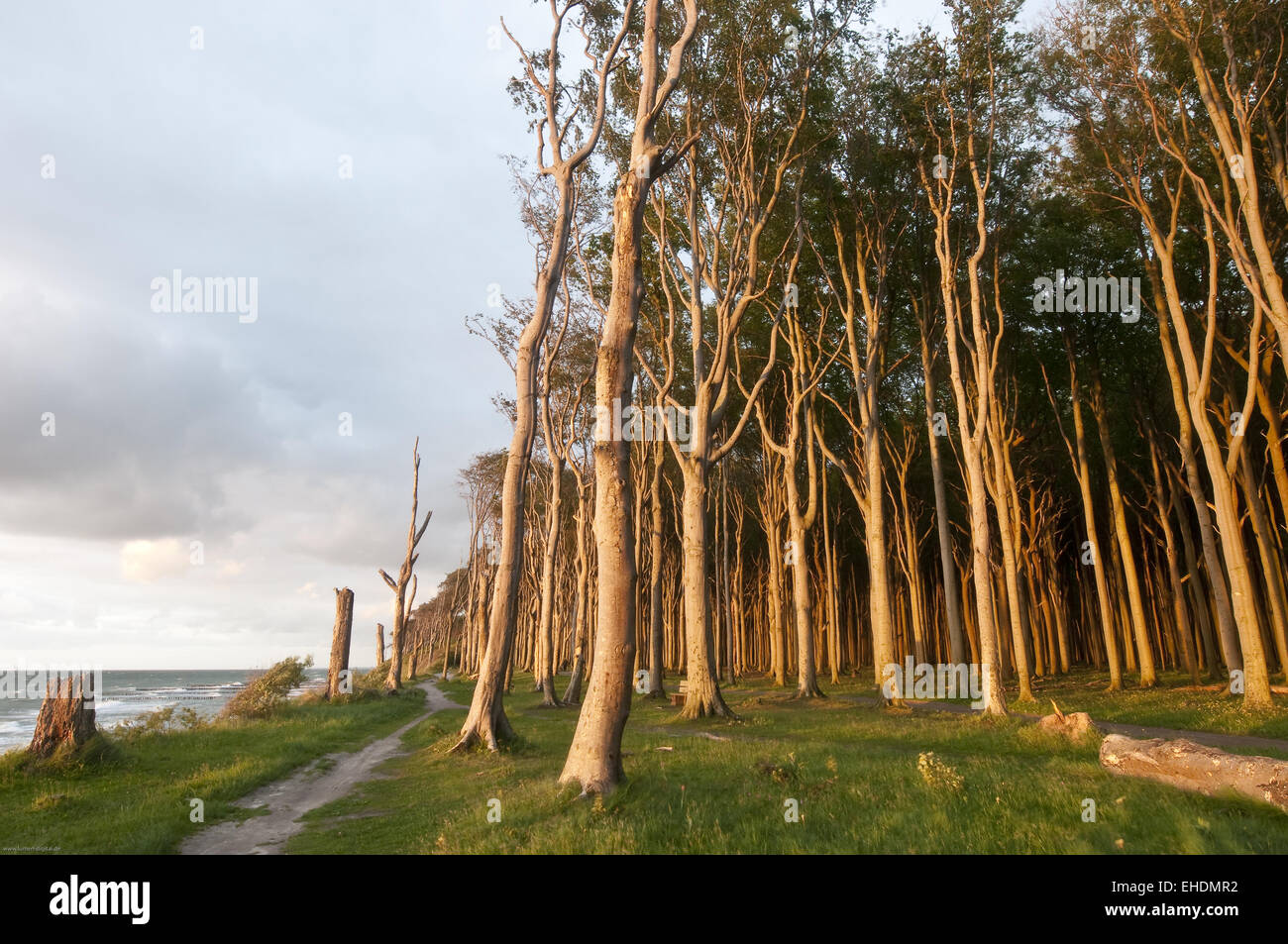 Coastal forest hi-res stock photography and images - Alamy