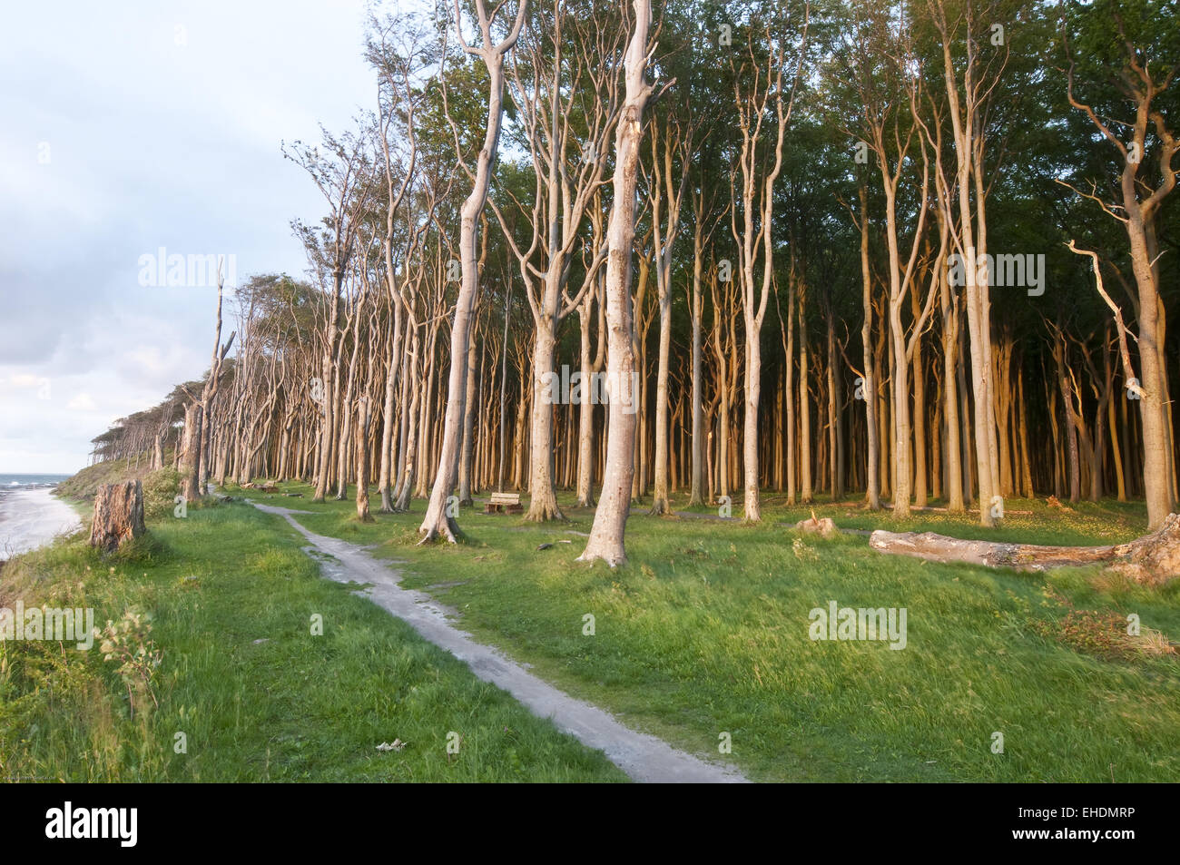 Coastal forest hi-res stock photography and images - Alamy