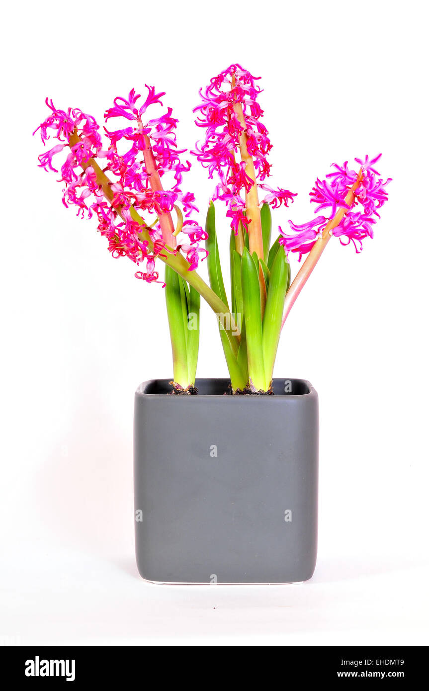 Spring flower pots Stock Photo - Alamy