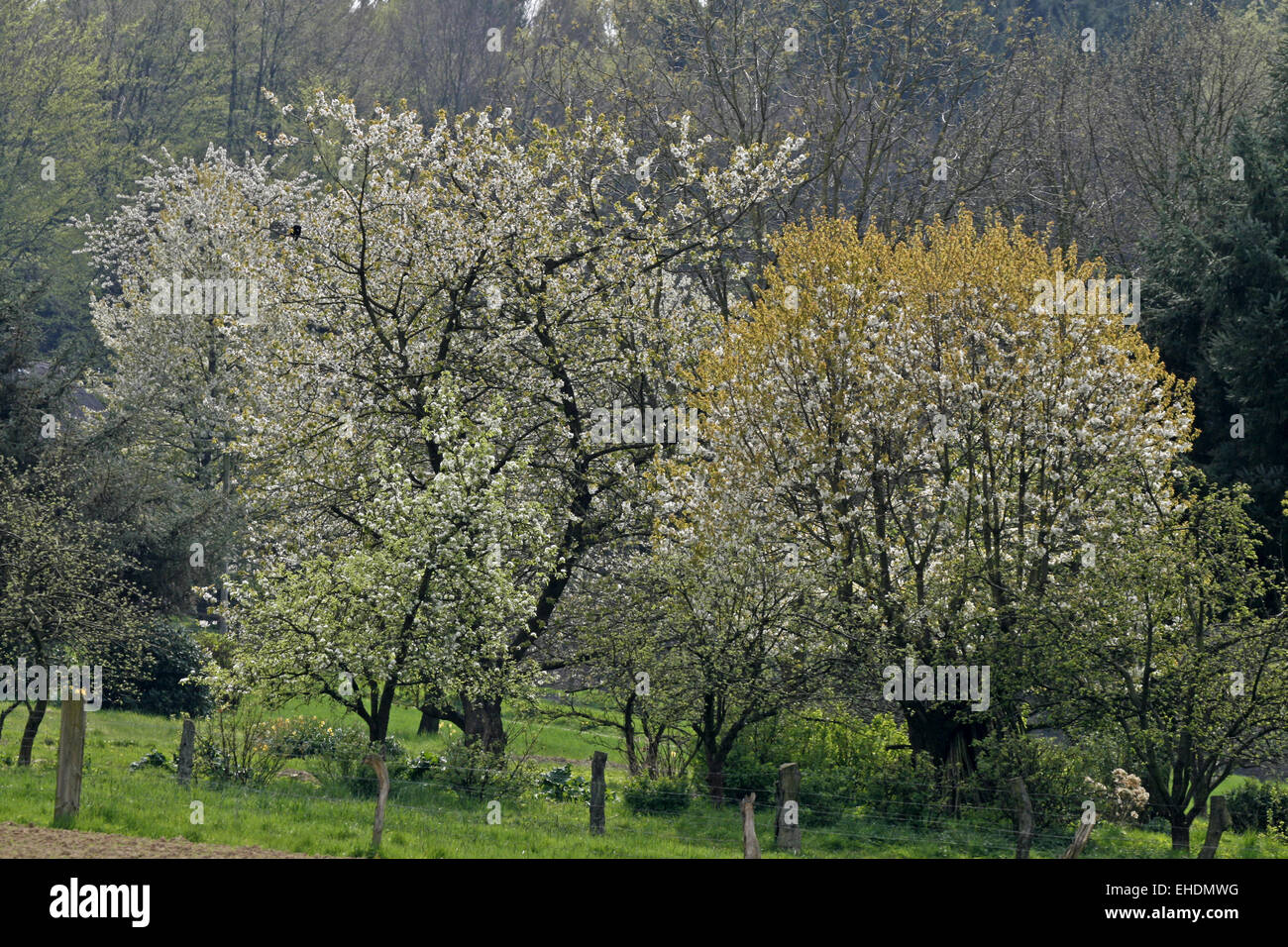 Hagen a t w hi-res stock photography and images - Alamy