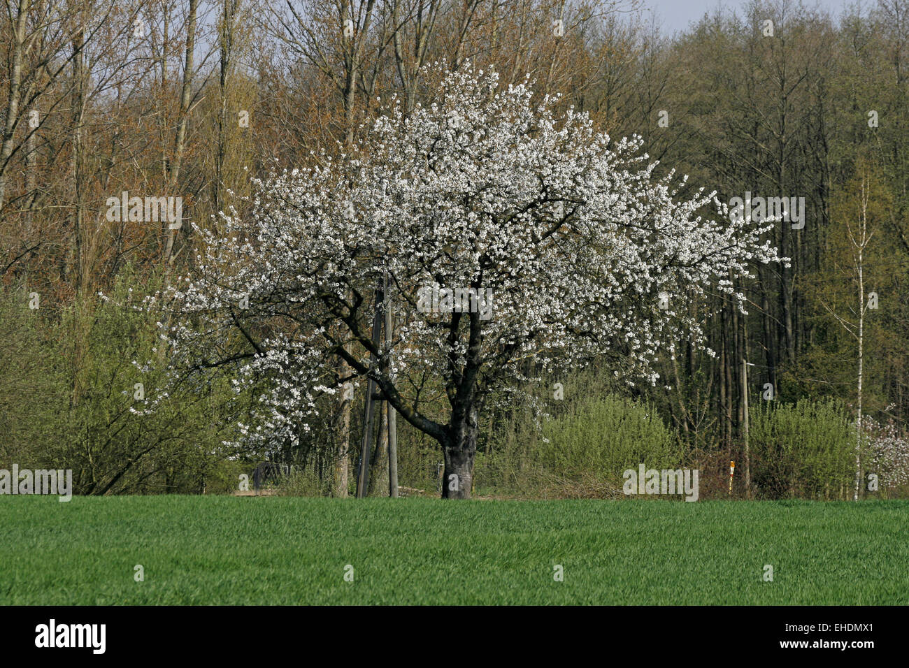 Hilter hi-res stock photography and images - Alamy