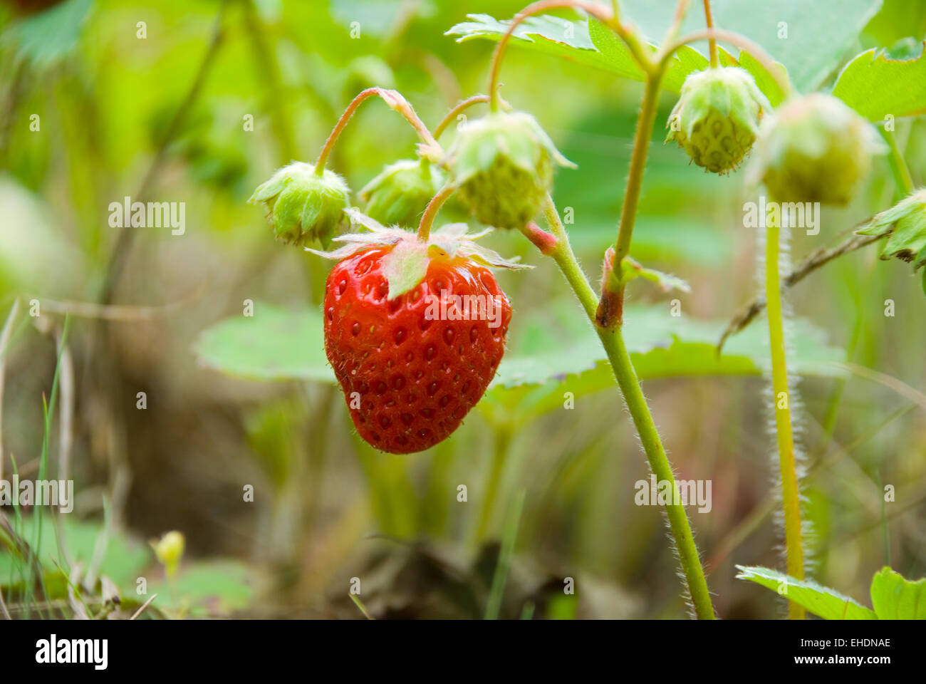Strawberry branch hi-res stock photography and images - Alamy