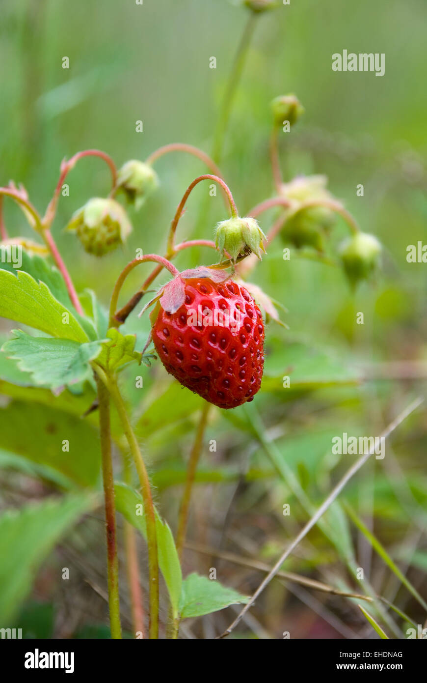 Ripening strawberry fruits hi-res stock photography and images - Alamy