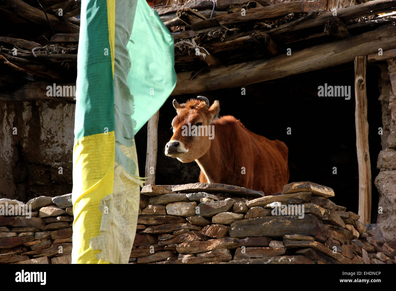 Himalayan cow hi-res stock photography and images - Alamy