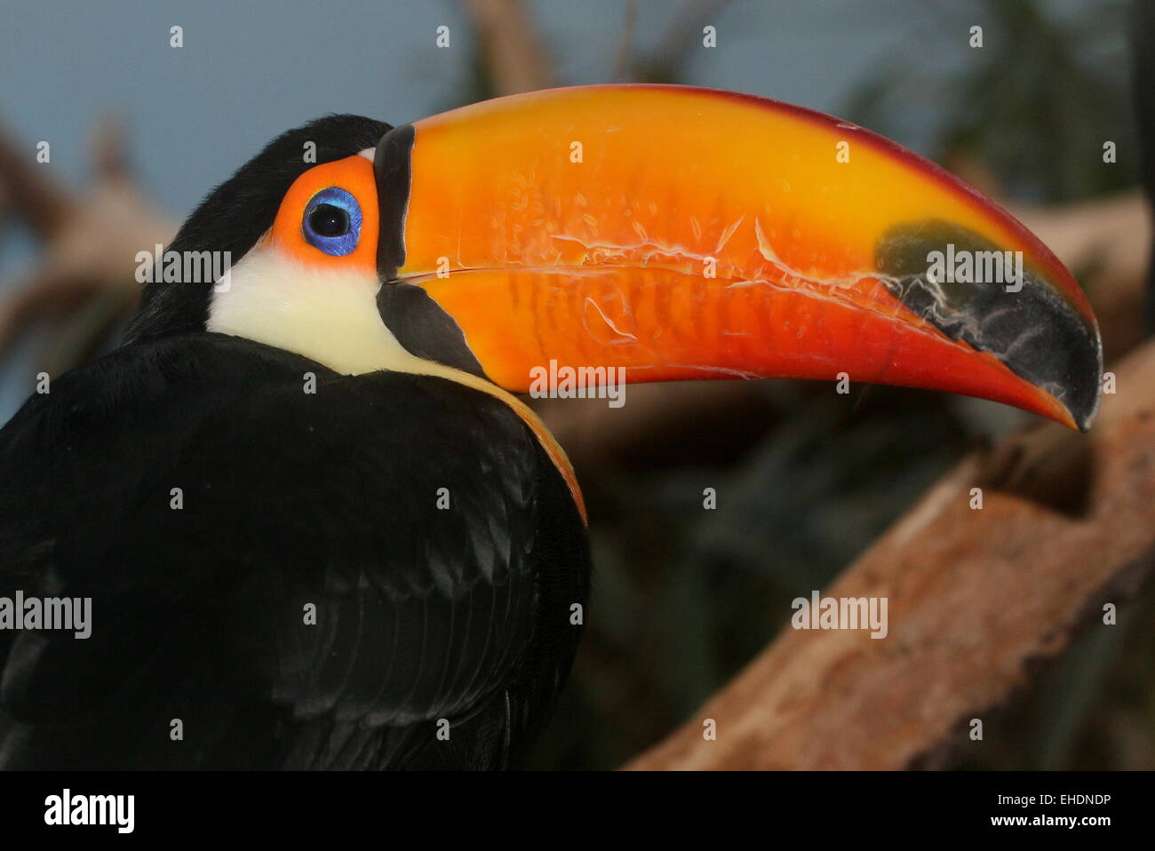 Tucanacu tucano toco hi-res stock photography and images - Alamy