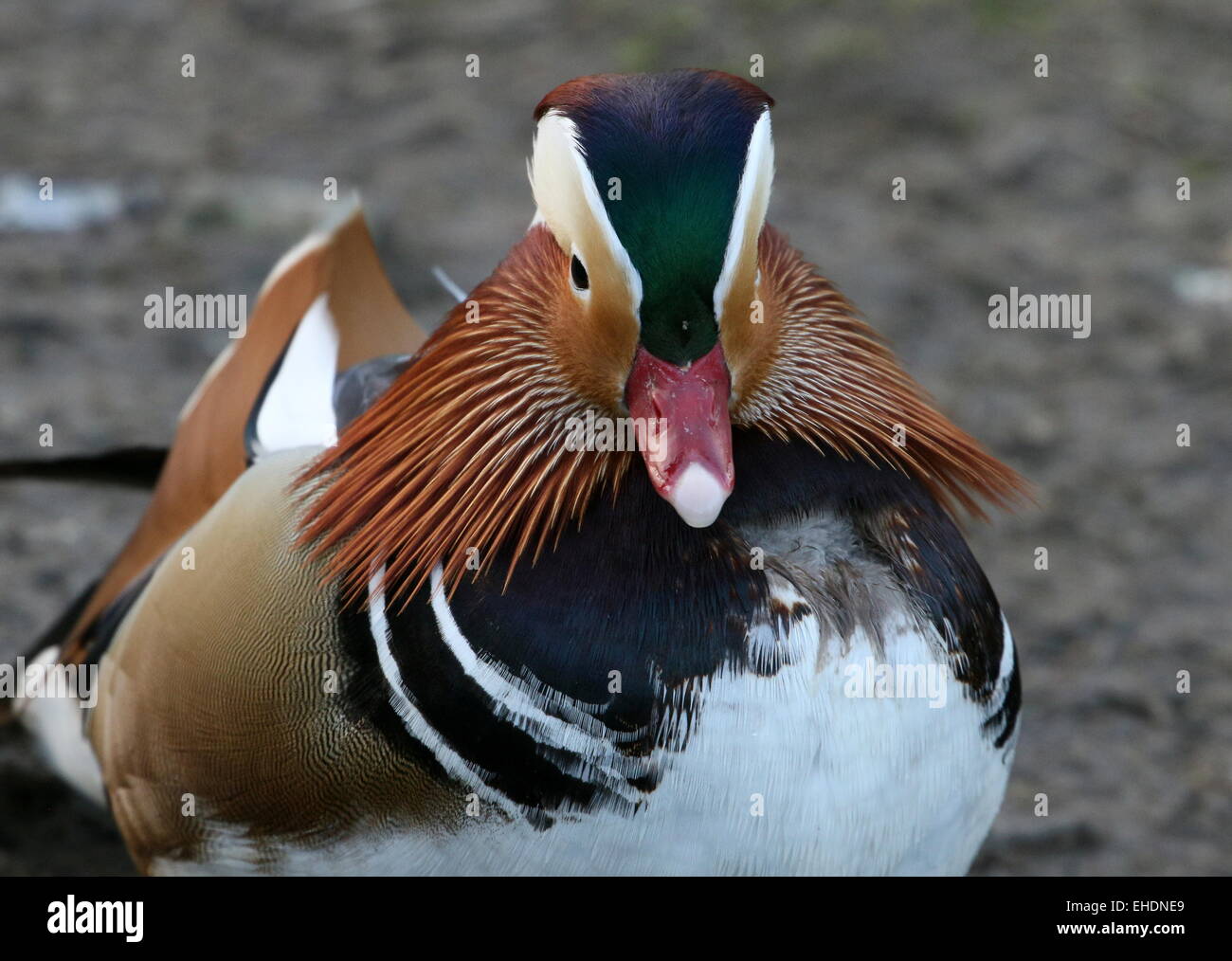 Aix galericulata eye contact hi-res stock photography and images - Alamy