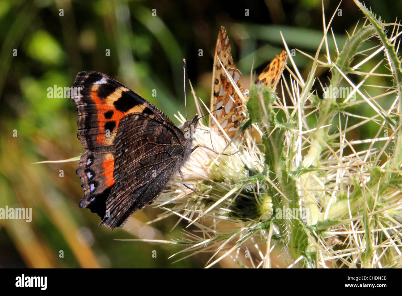 Himalayan butterfly hi-res stock photography and images - Alamy
