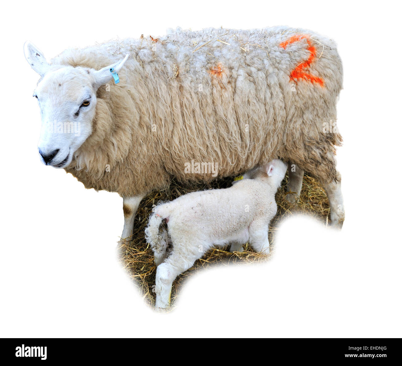 New born lamb suckling from mother Stock Photo - Alamy
