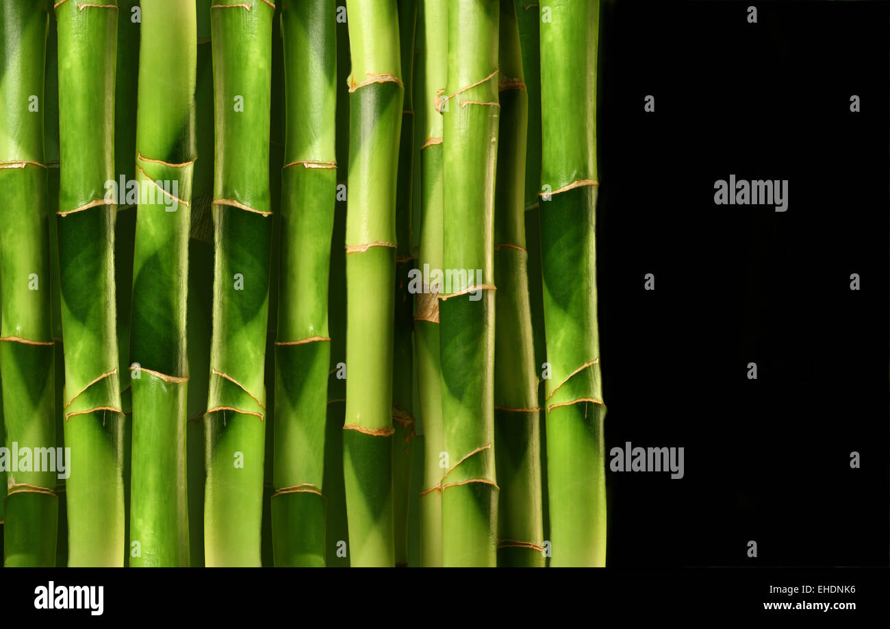 Bamboo shoots stacked side by side Stock Photo - Alamy