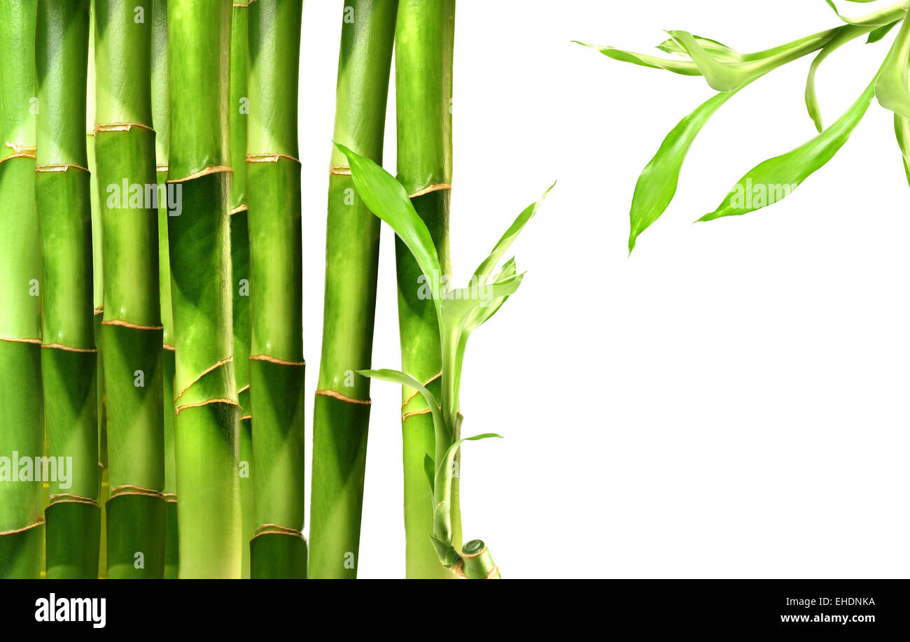 Bamboo shoots stacked side by side Stock Photo - Alamy