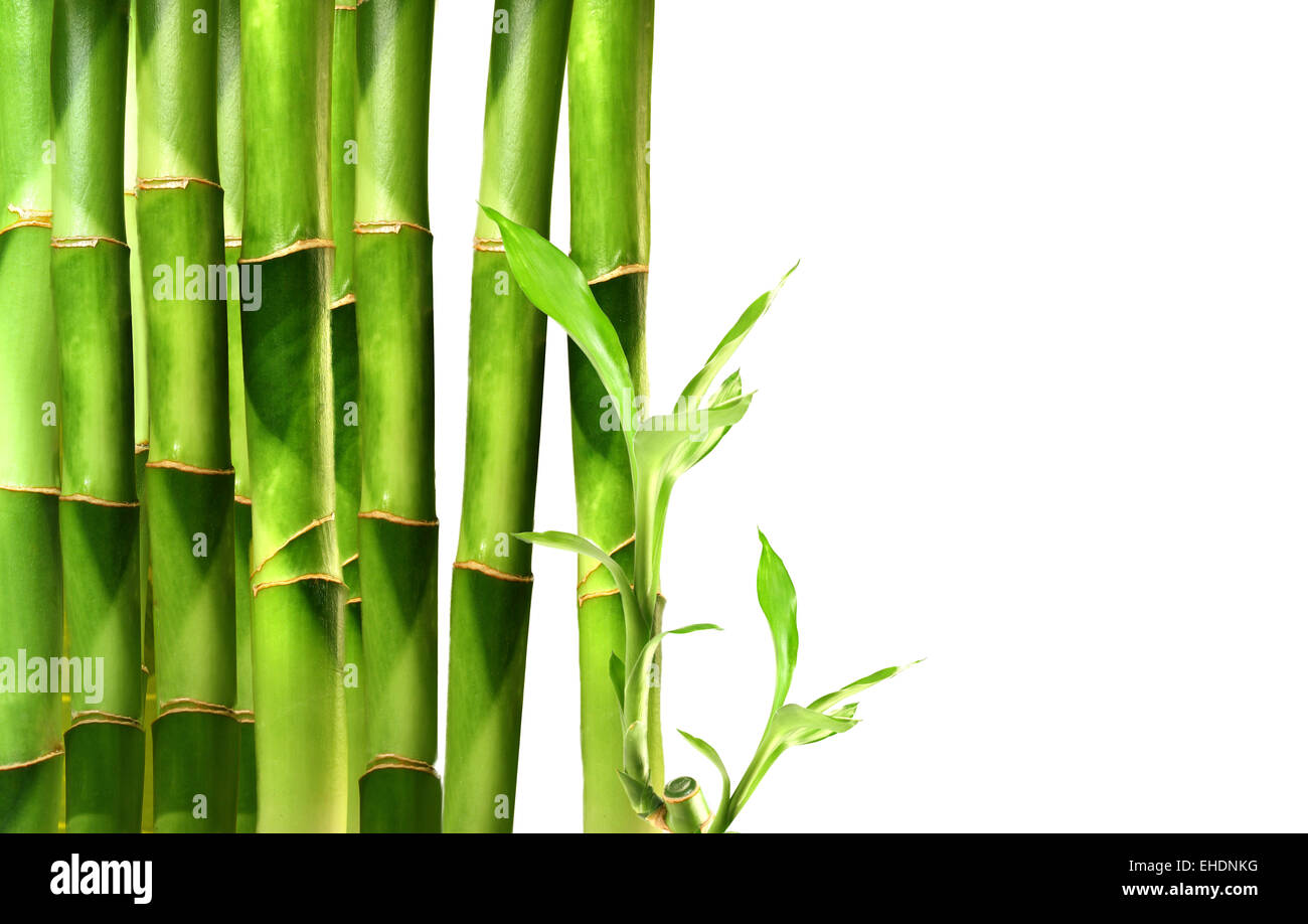 Bambusoideae pattern hi-res stock photography and images - Alamy