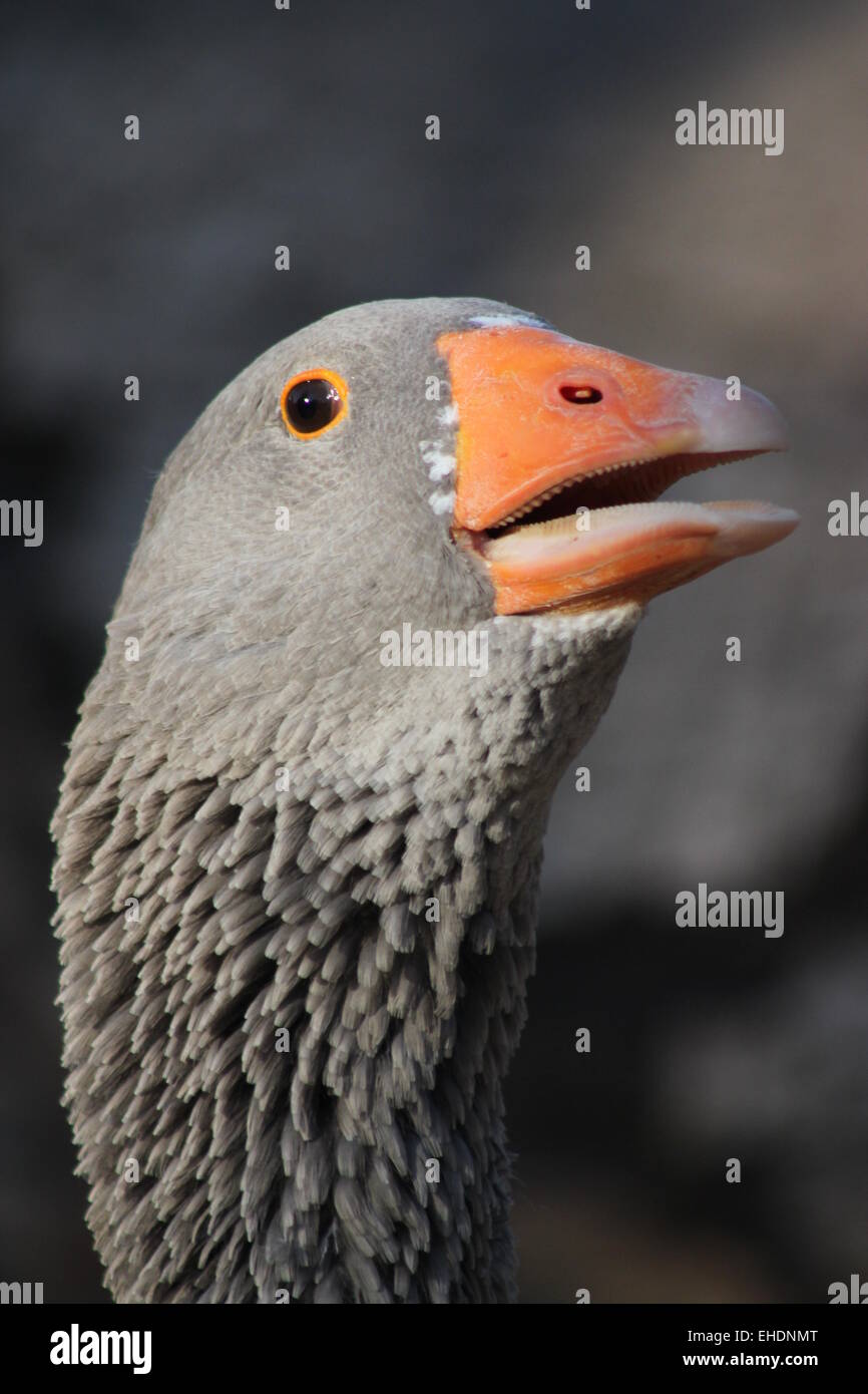 Portrait grey goose hi-res stock photography and images - Alamy