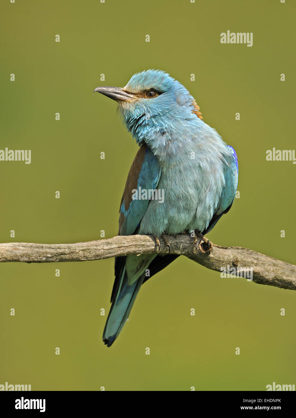 Tier roller hi-res stock photography and images - Alamy