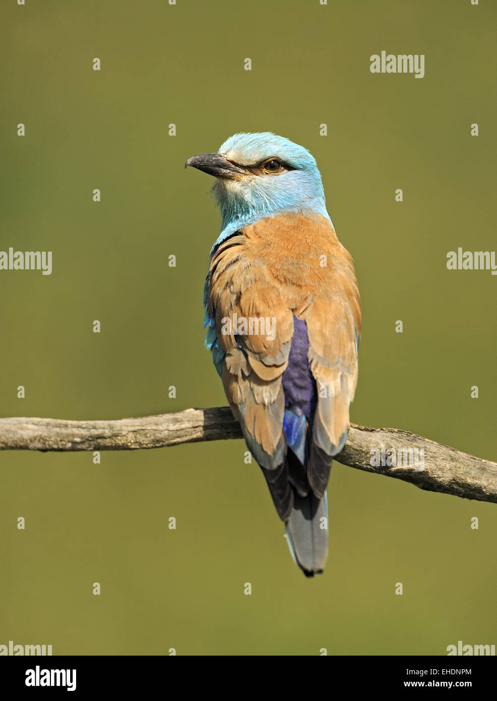Tier roller hi-res stock photography and images - Alamy