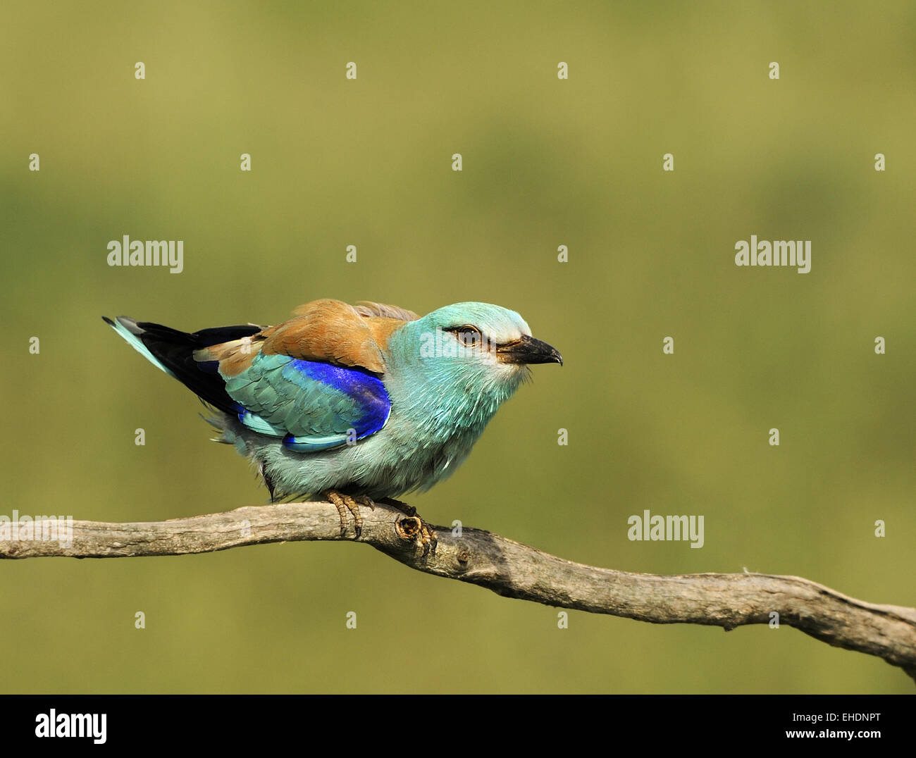 Tier roller hi-res stock photography and images - Alamy