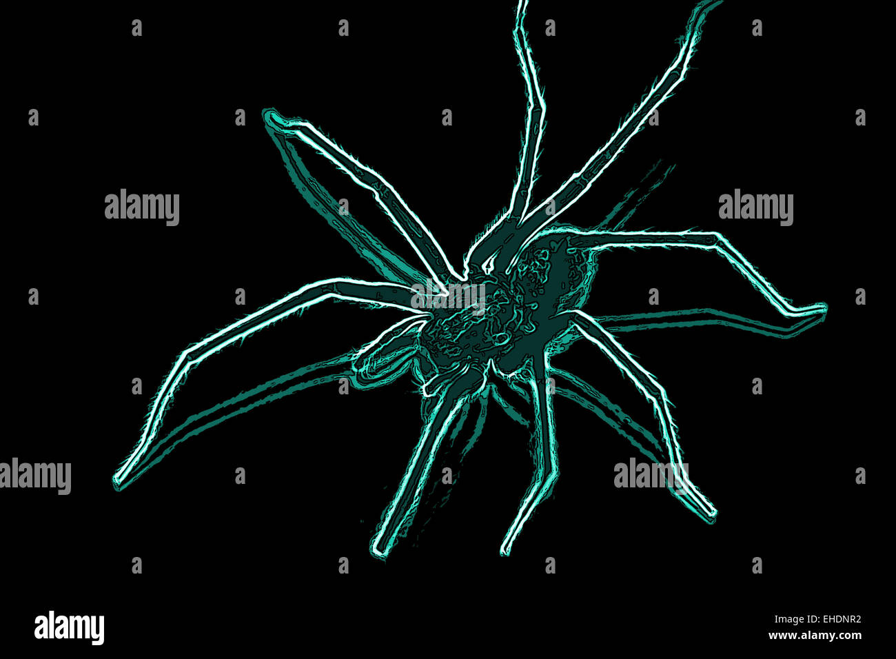 Gross spider hi-res stock photography and images - Alamy