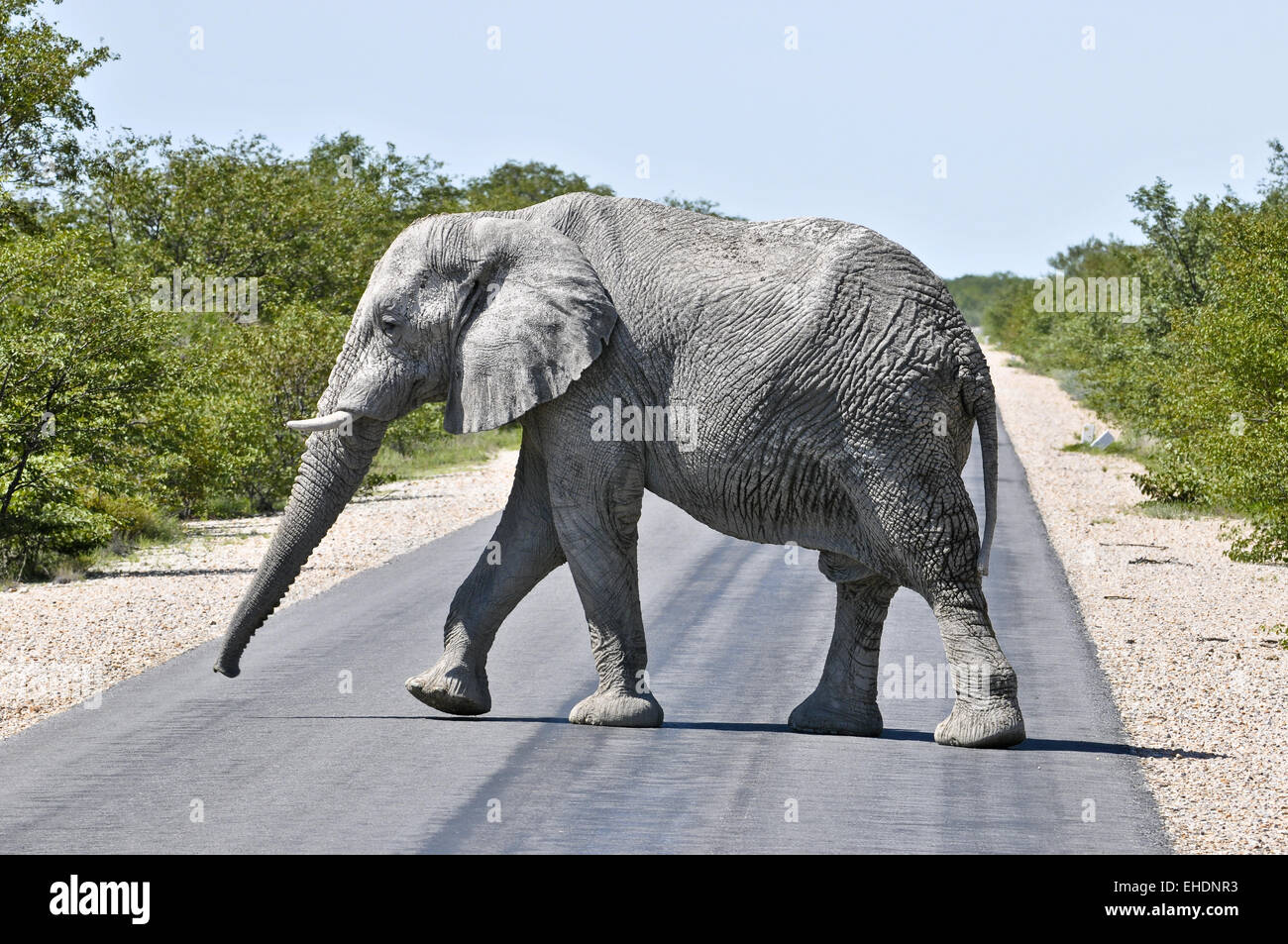 Street elephant hi-res stock photography and images - Alamy