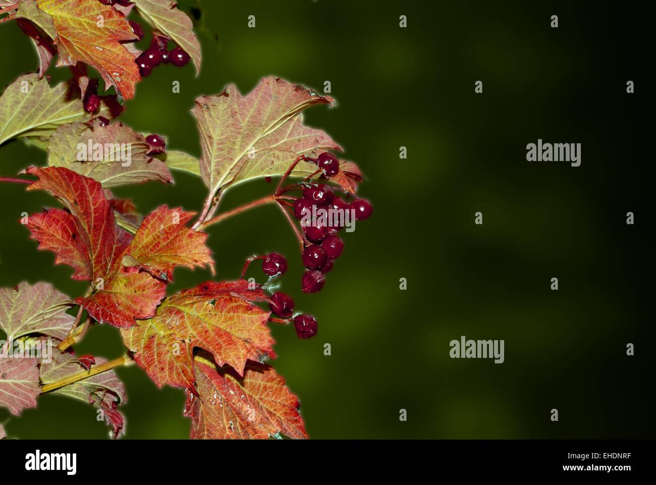 Leaves with berries Stock Photo - Alamy