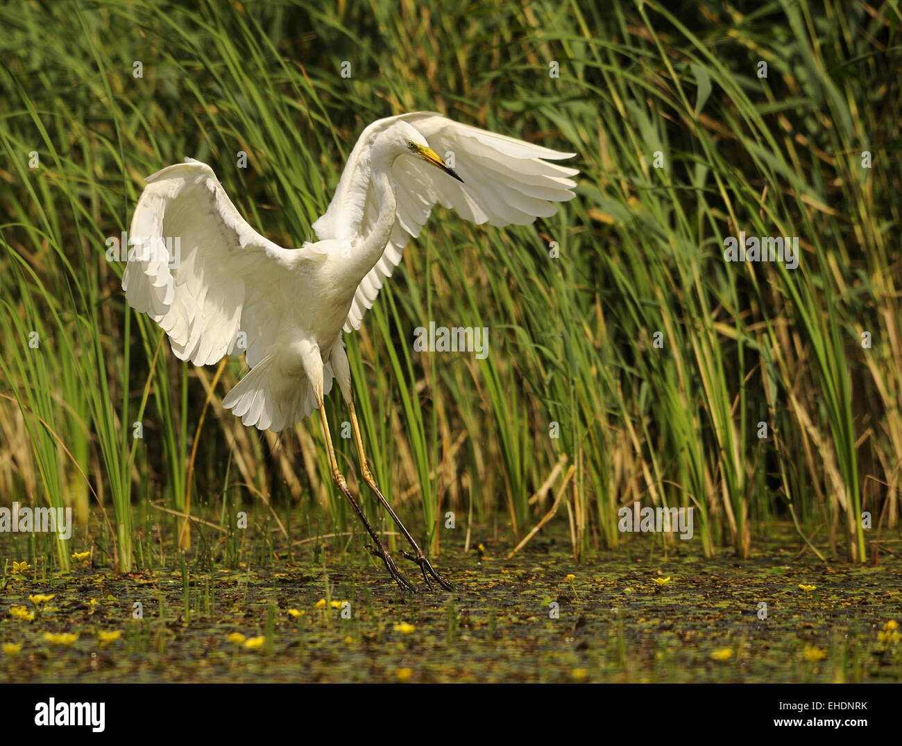 Egrets wildlife hi-res stock photography and images - Alamy