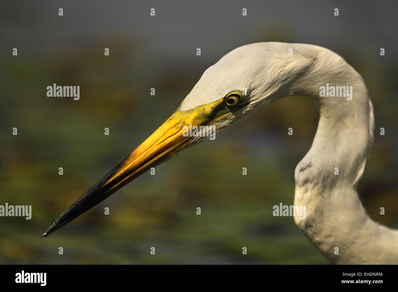 Egrets wildlife hi-res stock photography and images - Alamy