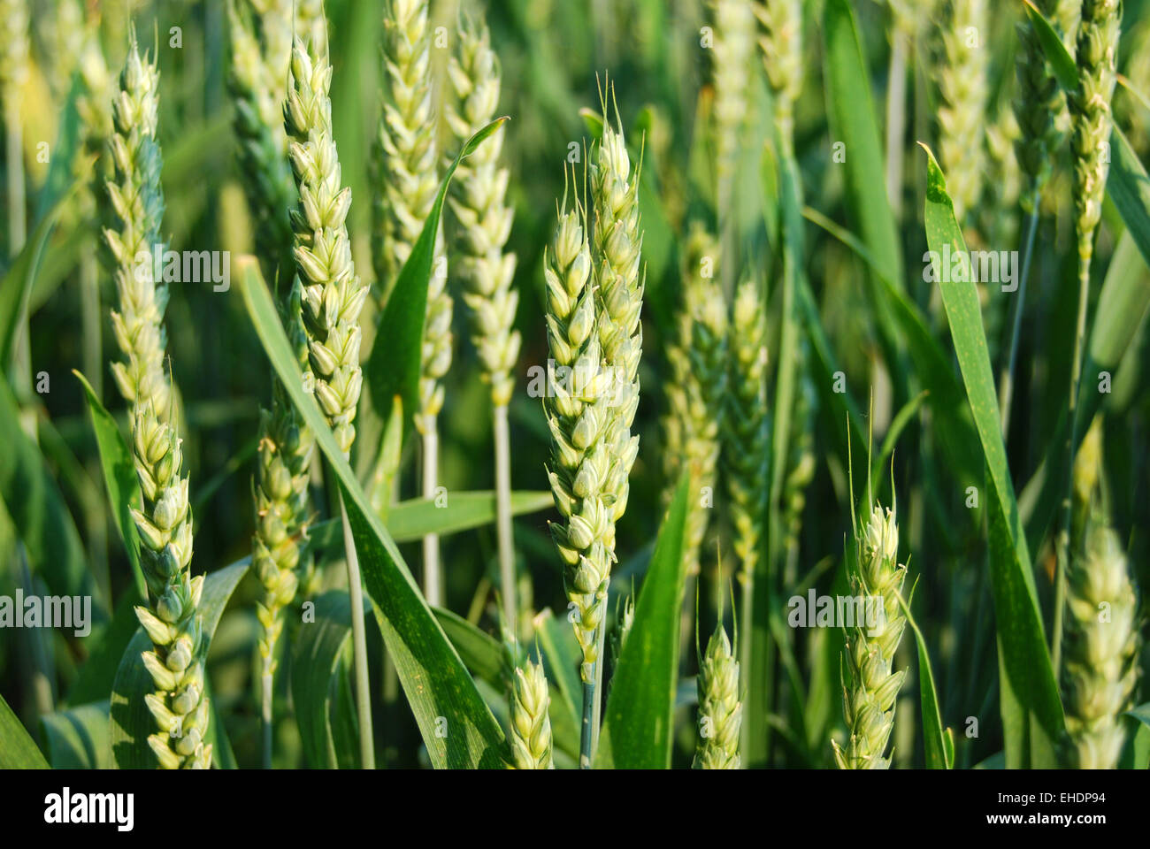 Dinkel feld hi-res stock photography and images - Alamy