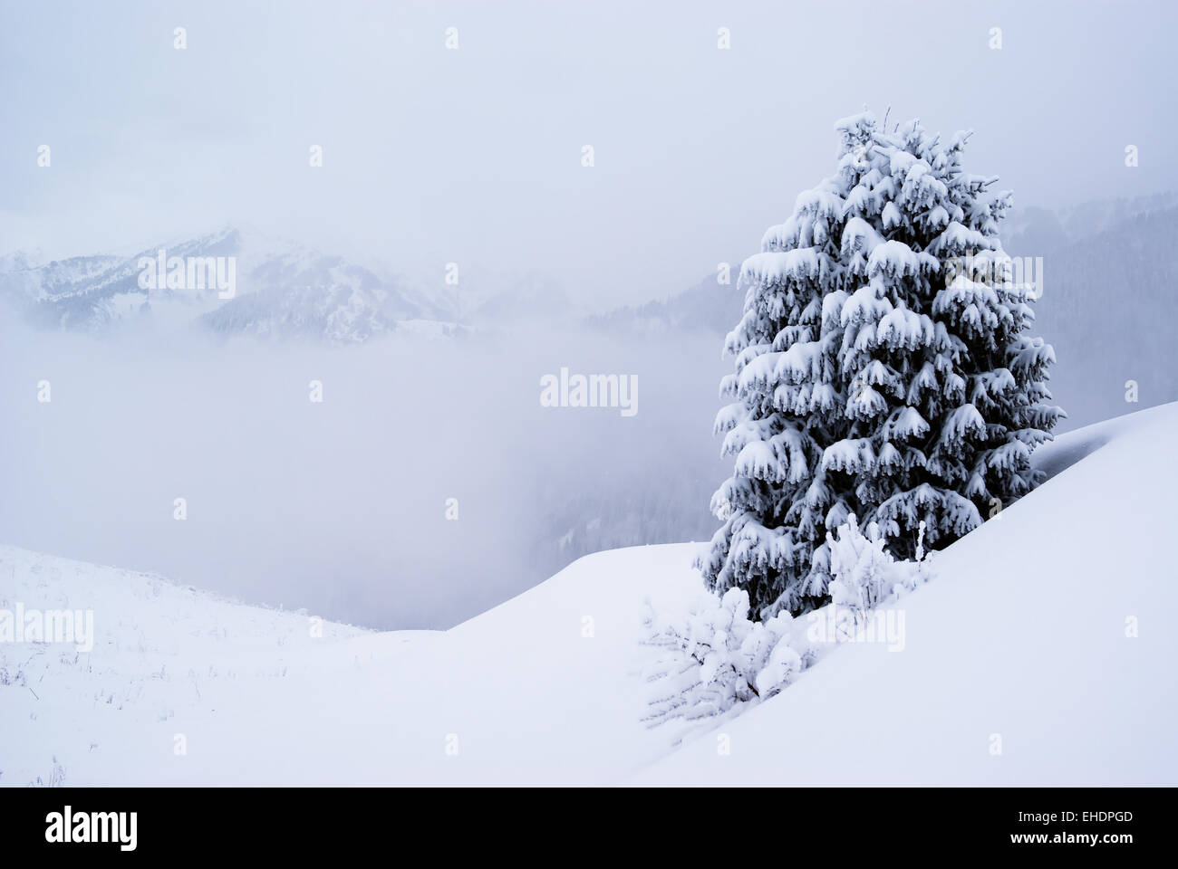 One pine tree and snow Stock Photo - Alamy