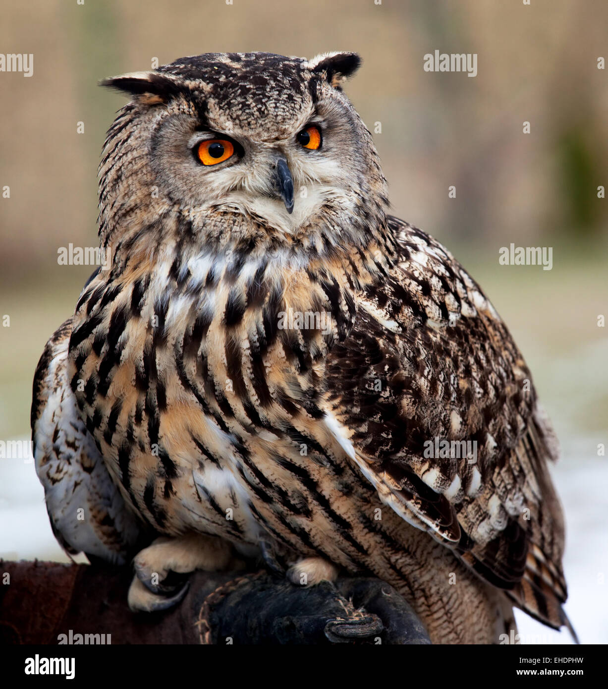 Portrait of an owl Stock Photo - Alamy