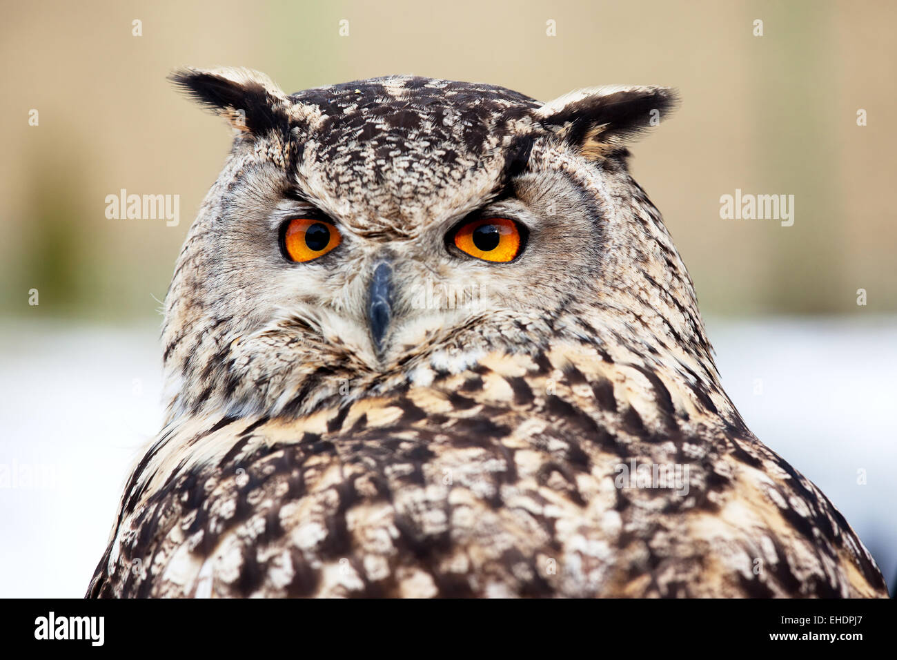 Owl study hi-res stock photography and images - Alamy
