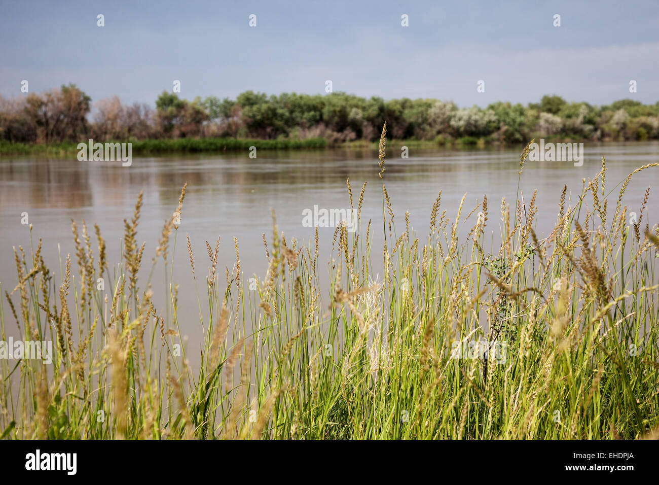 Riverside grass blowing Stock Photo - Alamy