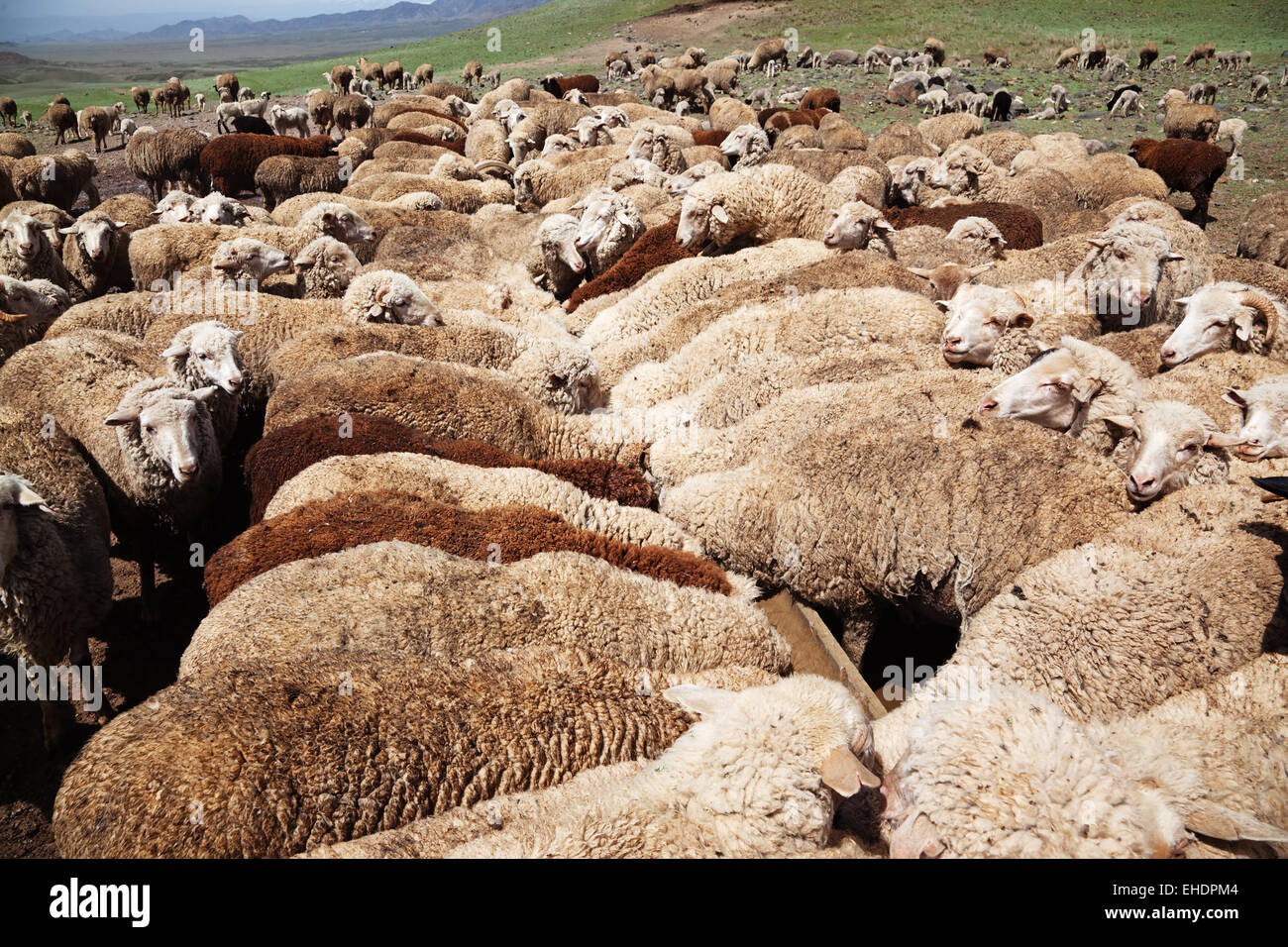Watering trough sheep hi-res stock photography and images - Alamy