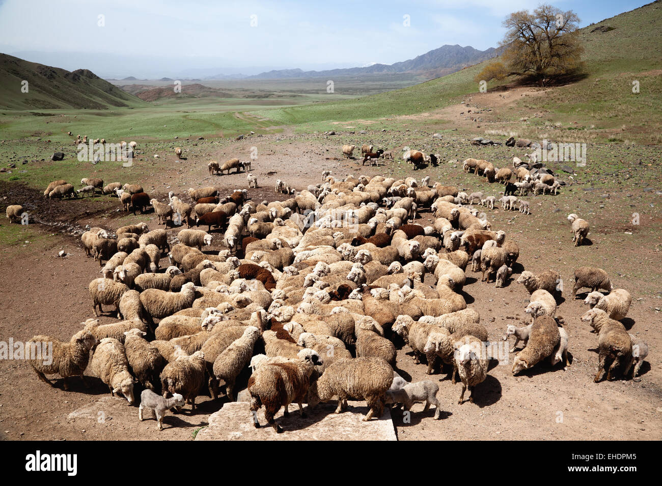 Fleischschaf sheeps hi-res stock photography and images - Alamy