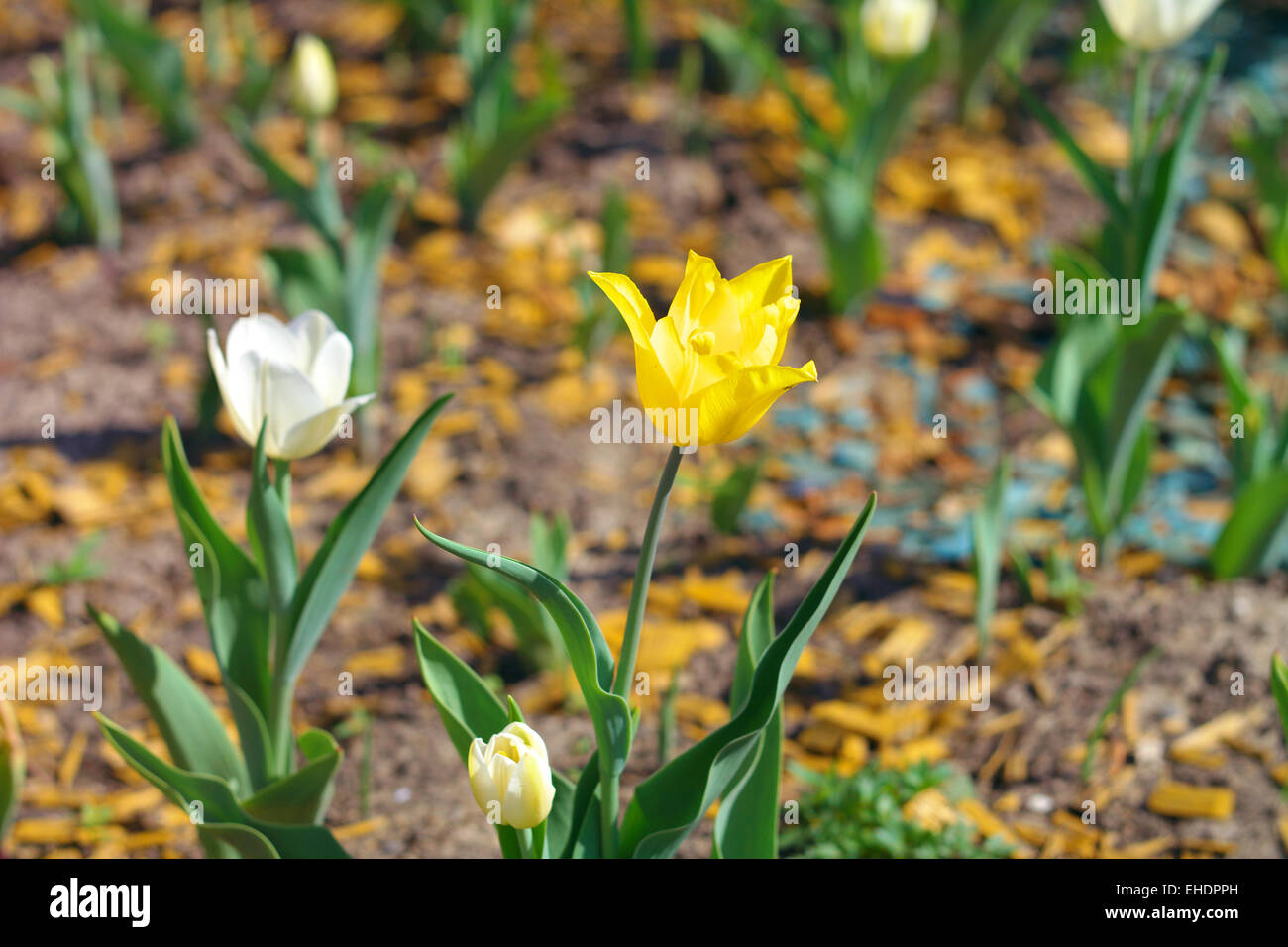 yellow tulip at spring Stock Photo - Alamy