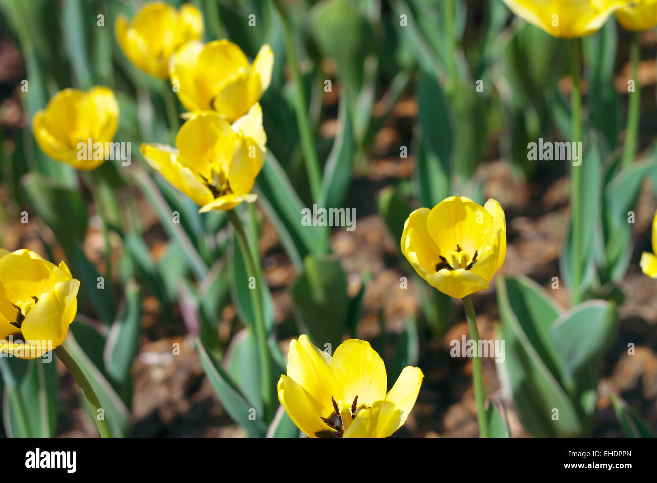 yellow tulip at spring Stock Photo - Alamy