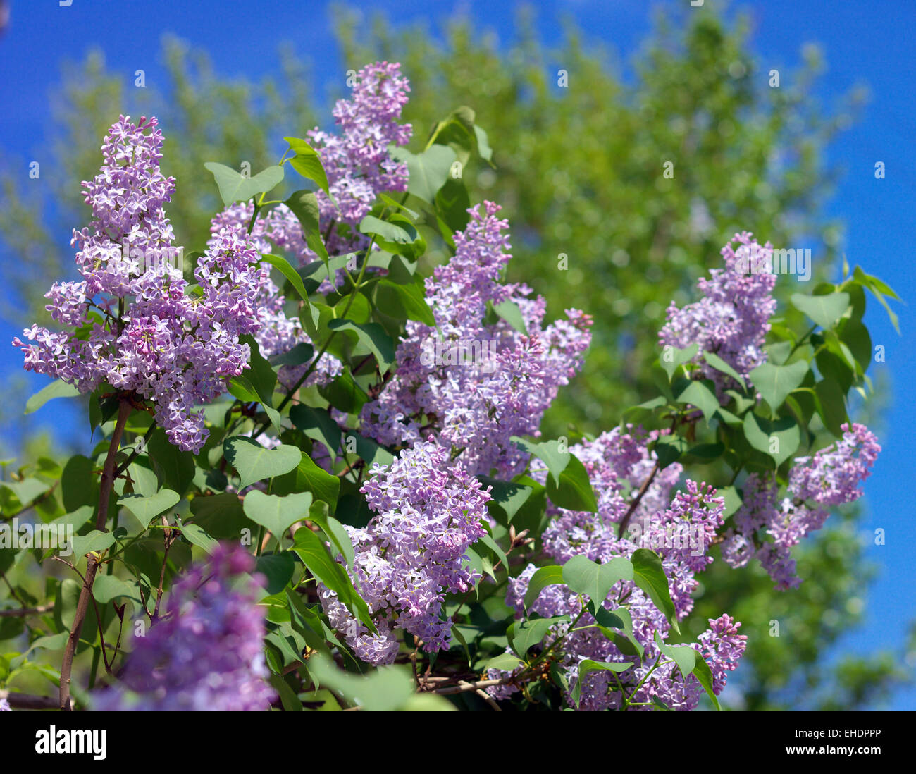 Lilac at Spring Stock Photo - Alamy