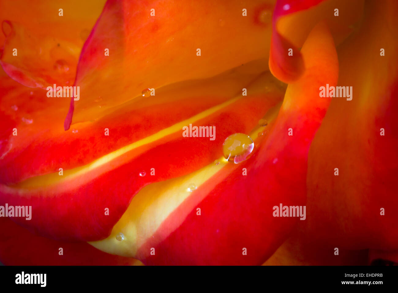 The tear of a rose Stock Photo - Alamy