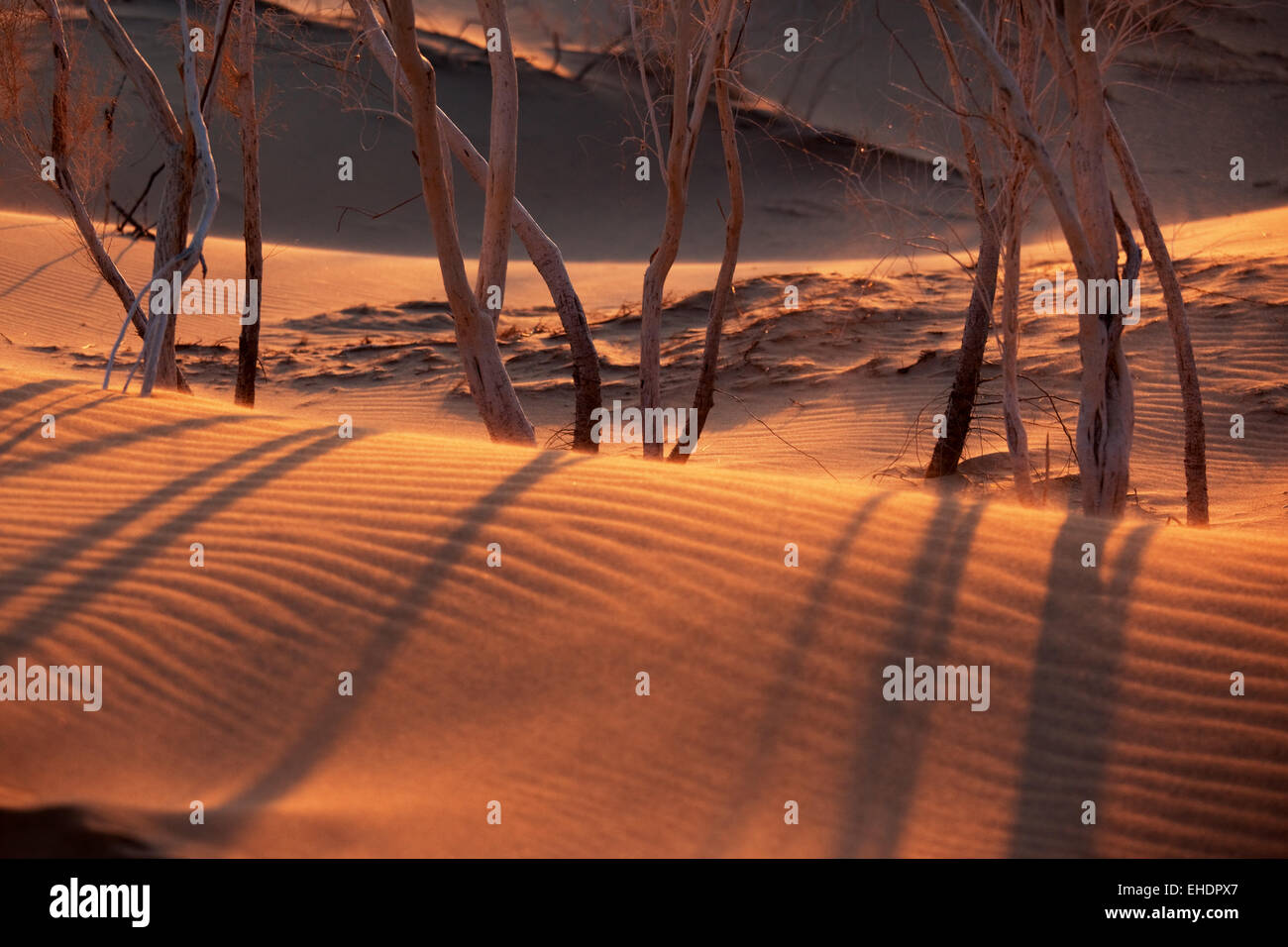 Sunset in sand desert Stock Photo - Alamy