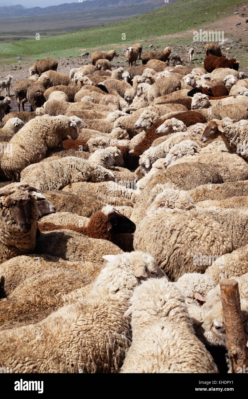Watering trough for animals hi-res stock photography and images - Alamy