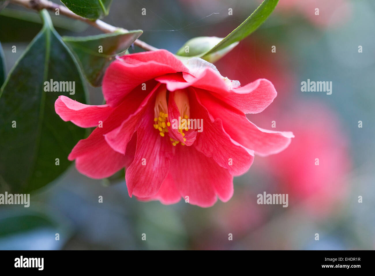 Red Bell Flower High Resolution Stock Photography and Images - Alamy