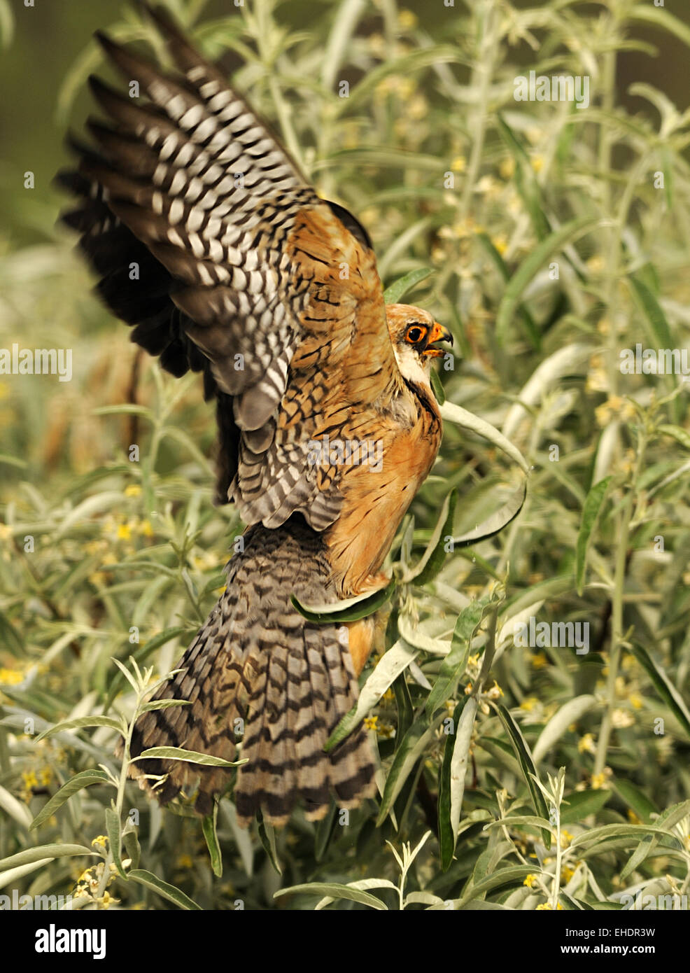 Red footed bird hi-res stock photography and images - Alamy