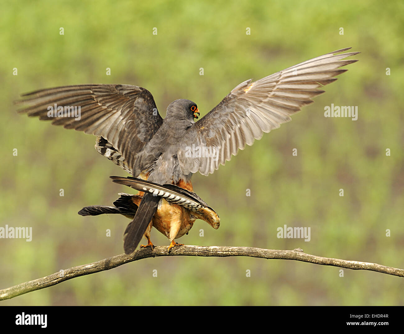 Red footed bird hi-res stock photography and images - Alamy
