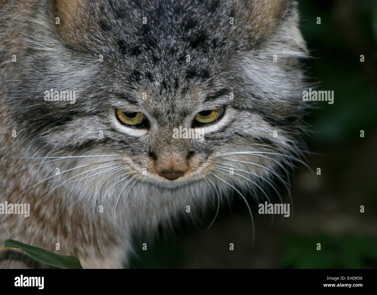 Central Asian Pallas's cat or manul (Otocolobus manul, Felis manul ...