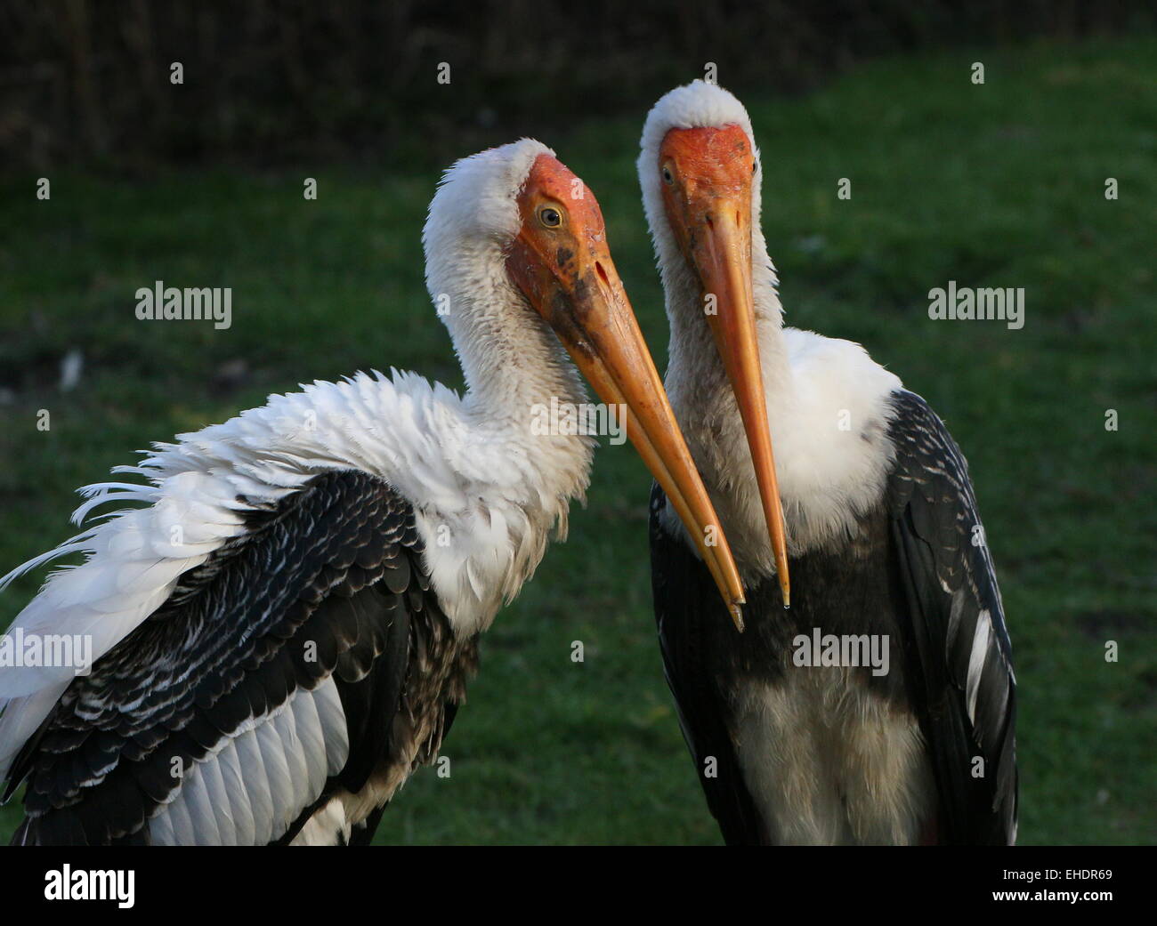 Asian twins hi-res stock photography and images - Alamy