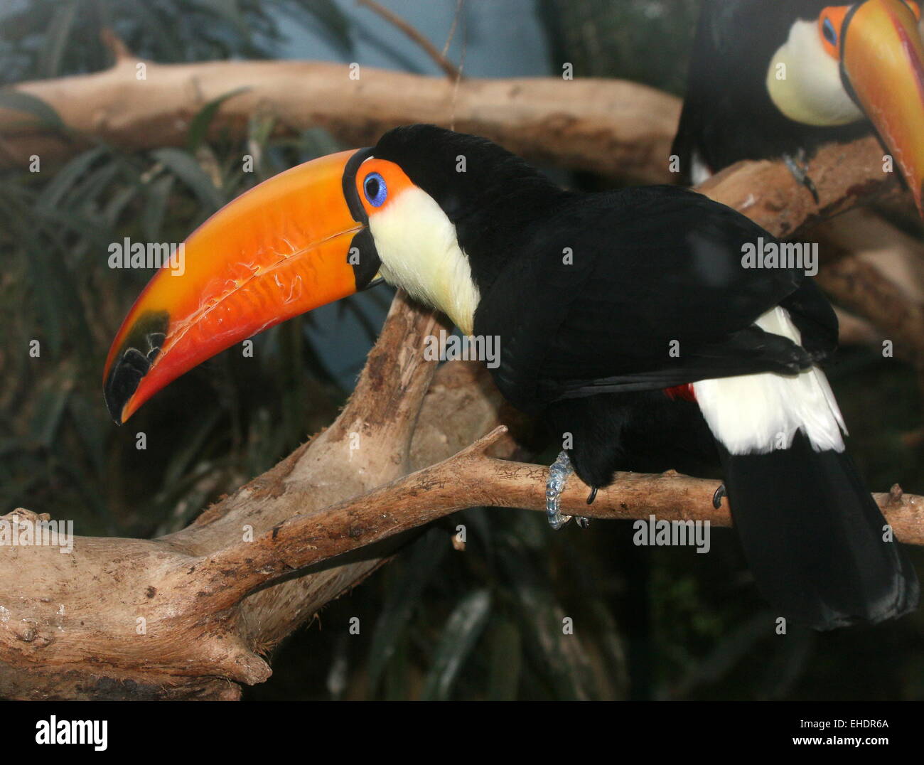 Common or Toco Toucan (Ramphastos toco), native to South America Stock ...