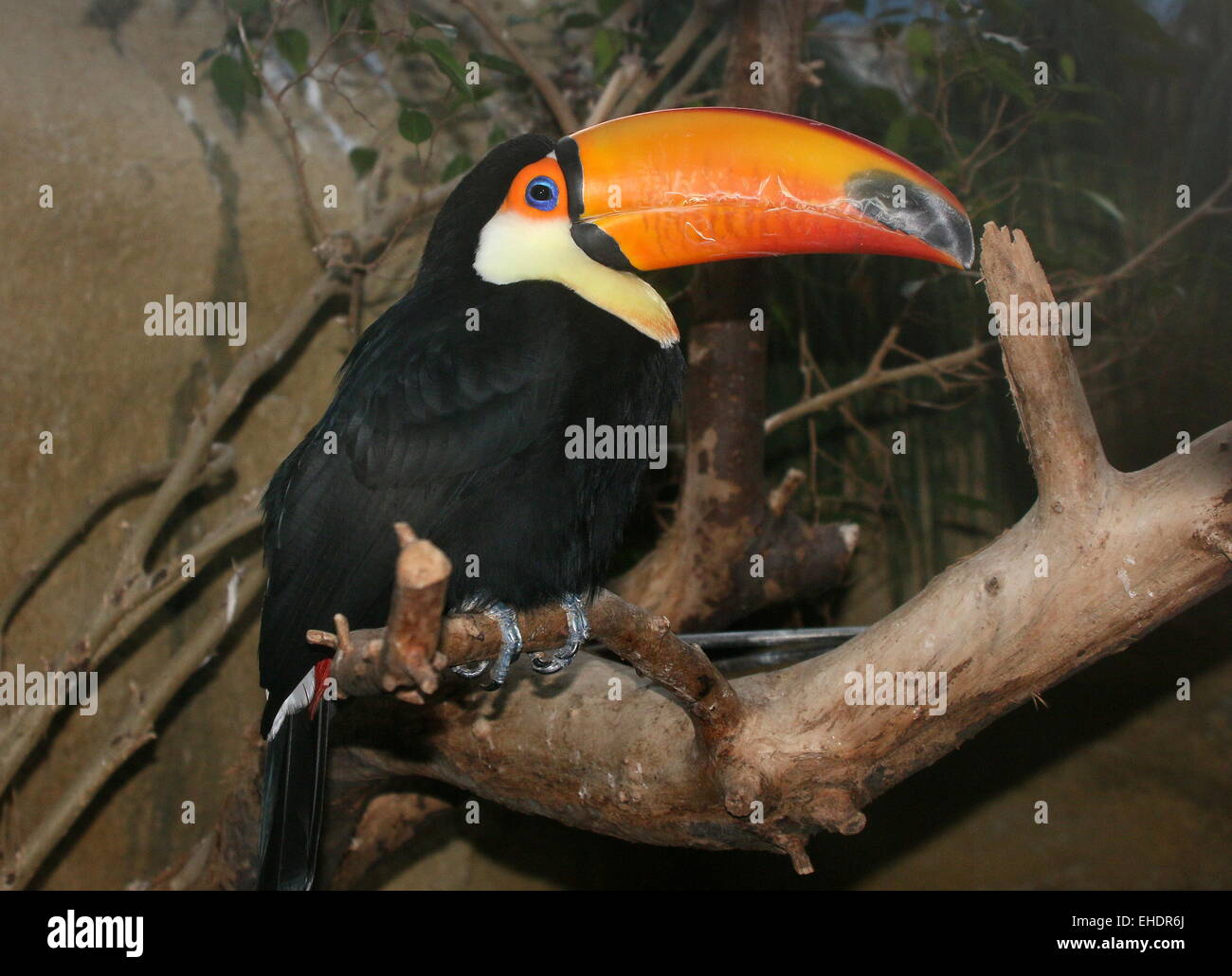 Amazon ramphastos toco hi-res stock photography and images - Alamy