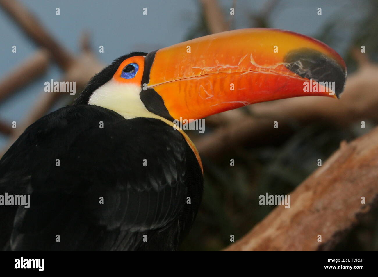 Common or Toco Toucan (Ramphastos toco), native to South America Stock ...