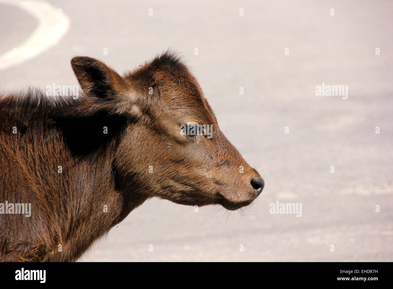 Red Holy Calf Stock Photo - Alamy