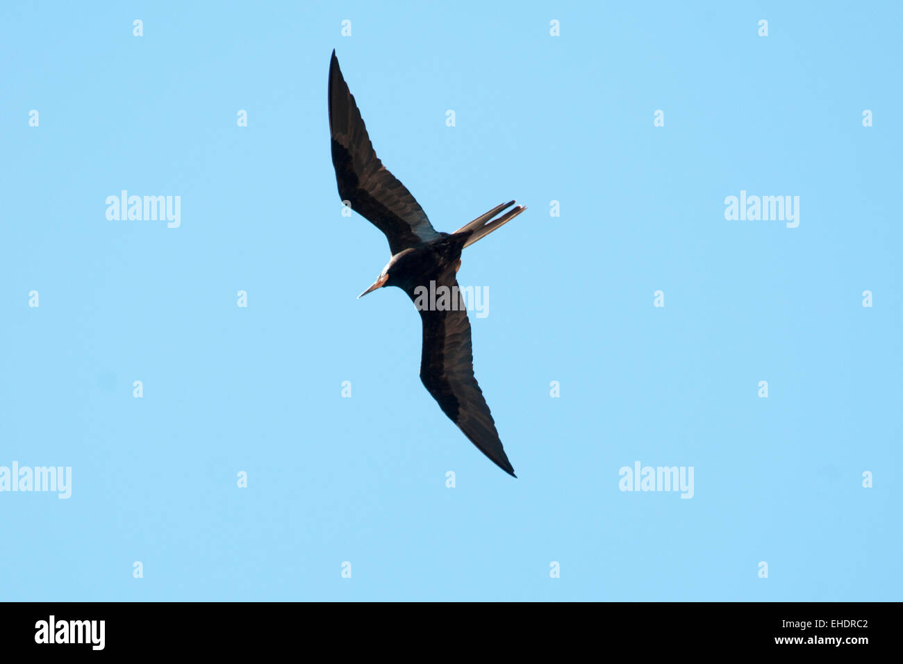 Magnificent Frigatebird is with a wingspan up to 2.4 meter an excellent ...