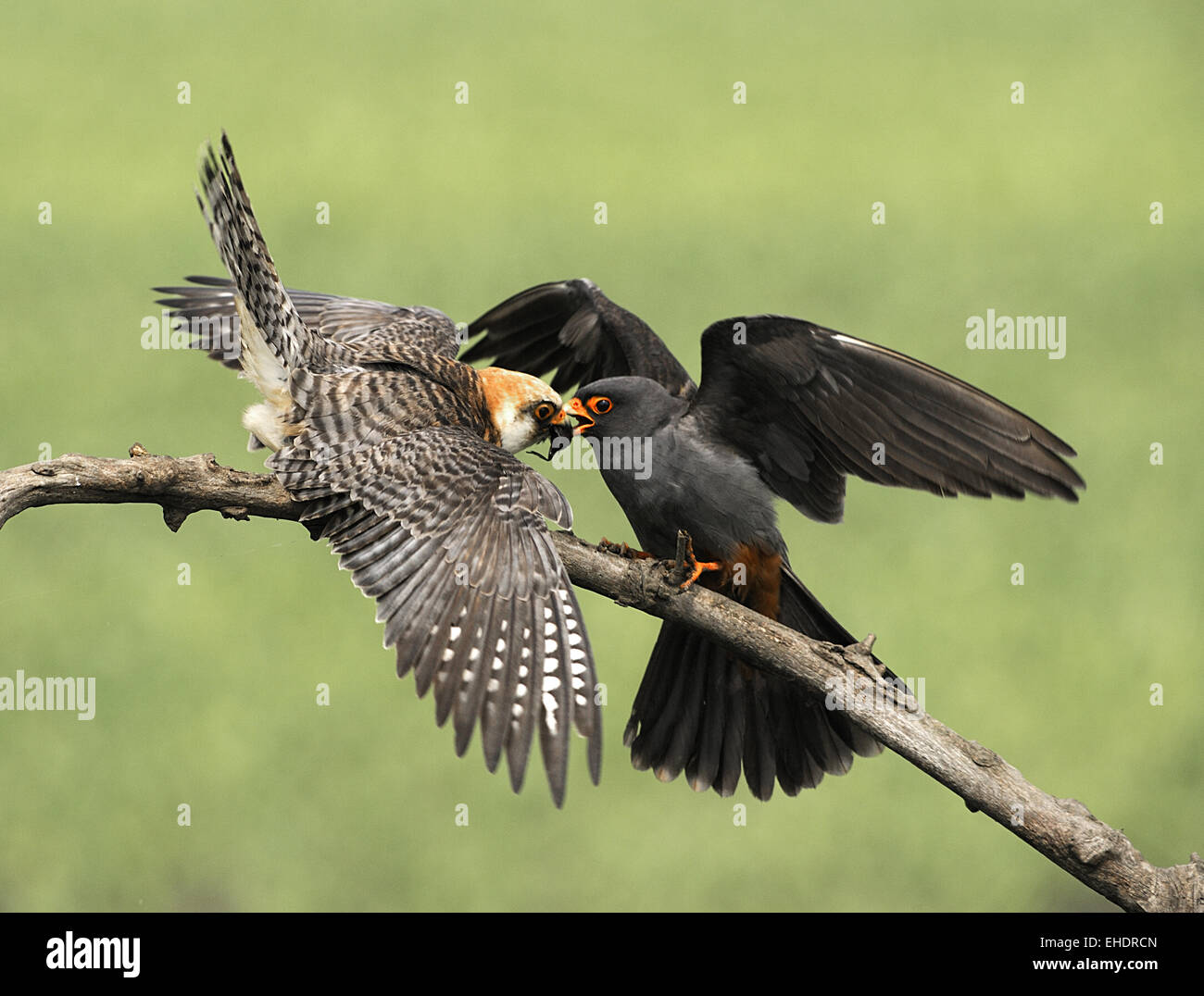 E falconinae hi-res stock photography and images - Alamy