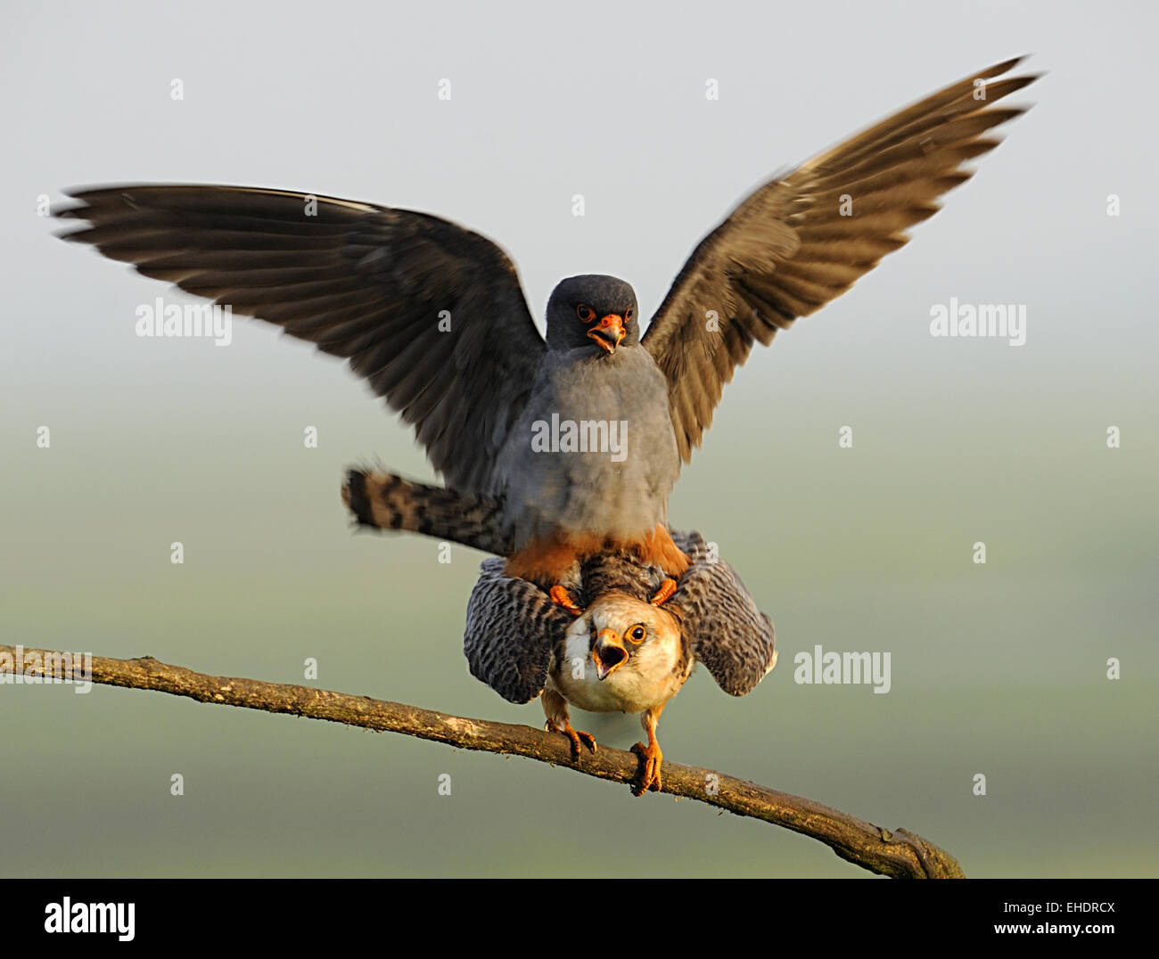 Red footed bird hi-res stock photography and images - Alamy